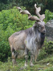 Pakistan’s National Animal MARKHOR – pakculture